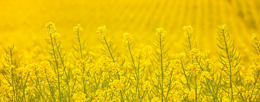 Näringsliv - Svedala kommun